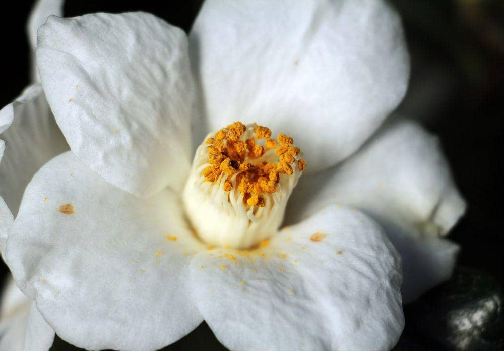 Fakta Unik dan Menarik Bunga Camellia, Cantik dan Bermanfaat | IDN Times