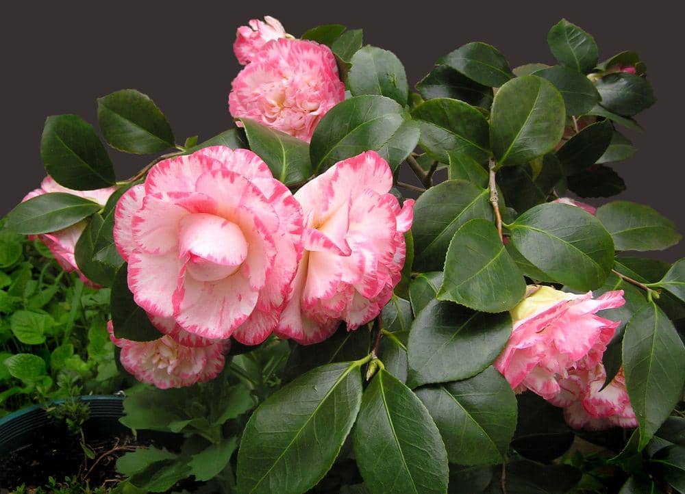 Fakta Unik dan Menarik Bunga Camellia, Cantik dan Bermanfaat | IDN Times