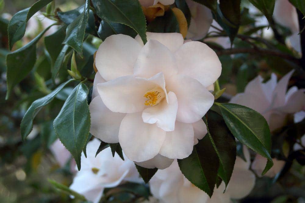 Fakta Unik dan Menarik Bunga Camellia, Cantik dan Bermanfaat | IDN Times