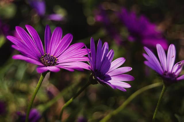 12 Makna Bunga Daisy Secara Umum dan Tiap Warnanya | IDN Times