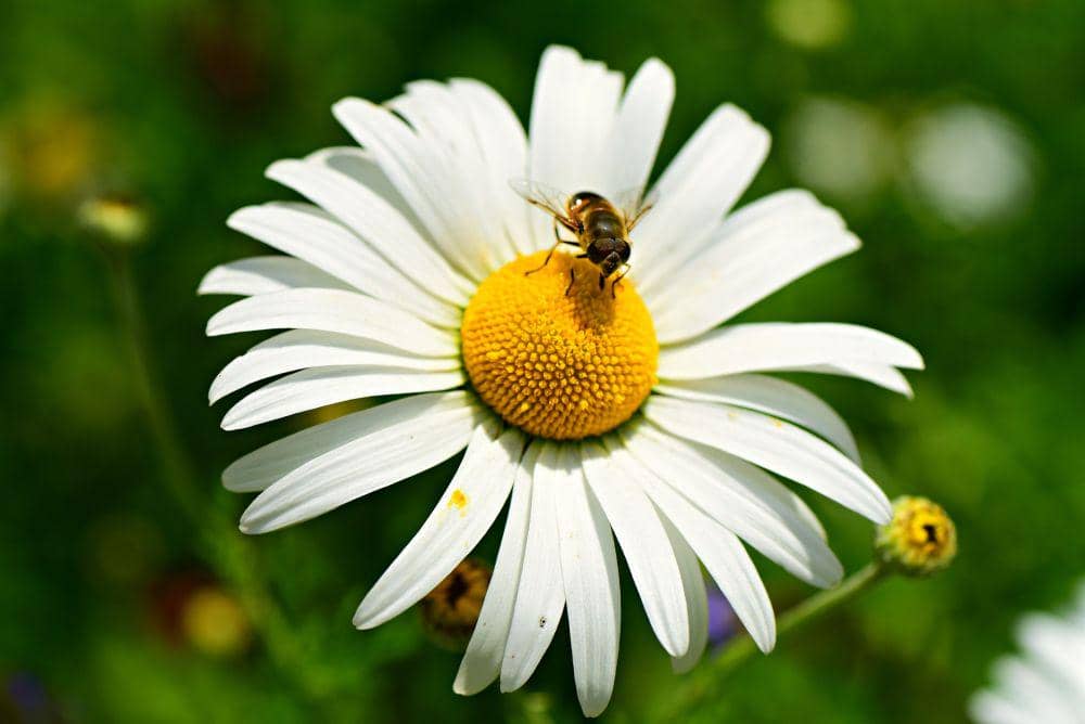 12 Makna Bunga Daisy Secara Umum dan Tiap Warnanya | IDN Times