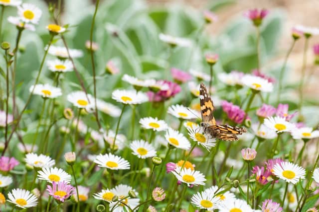 12 Makna Bunga Daisy Secara Umum dan Tiap Warnanya | IDN Times