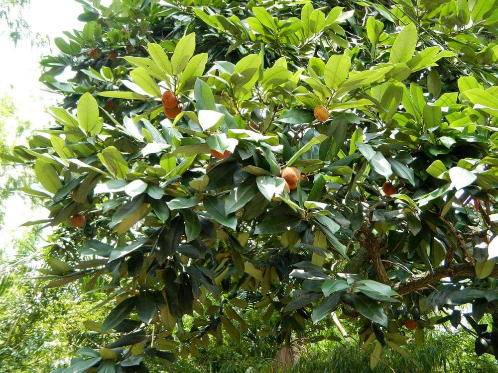 5 Fakta Buah Bisbul, Masih Kerabat Dekat Kesemek | IDN Times