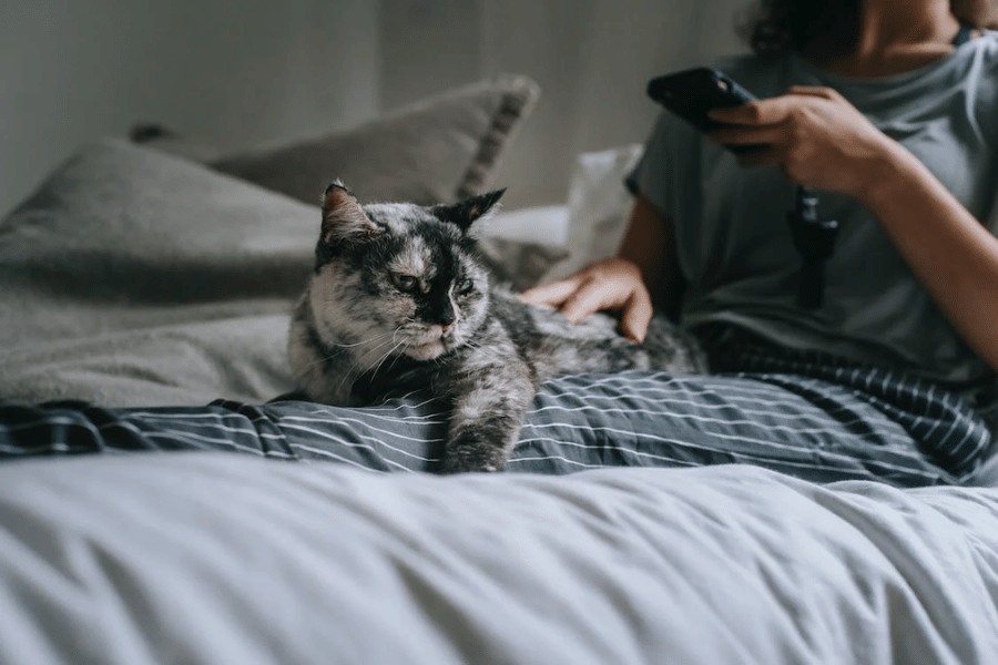 5 Alasan Kucing Suka Tidur Dekat Pemiliknya, Bukan Manja | IDN Times