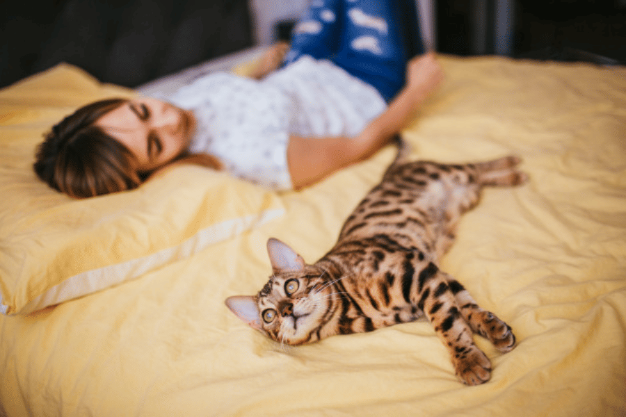 5 Alasan Kucing Suka Tidur Dekat Pemiliknya, Bukan Manja | IDN Times