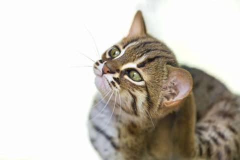 5 Fakta Rusty-Spotted Cat, Ras Kucing Terkecil di Dunia, Men | IDN Times