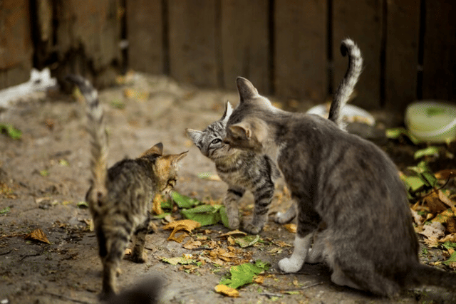 Apakah Kucing Bisa Menstruasi? Kenali Tanda-Tandanya! | IDN Times