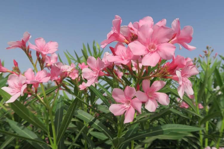 10 Fakta Unik Bunga Oleander, Tanaman Beracun | IDN Times
