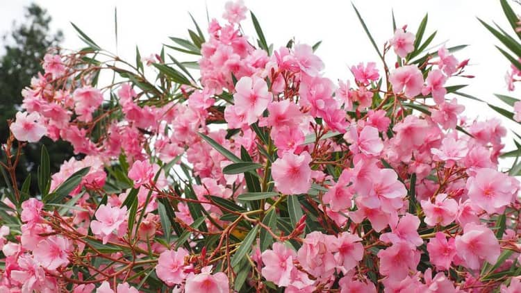 10 Fakta Unik Bunga Oleander, Tanaman Beracun | IDN Times