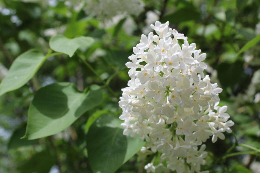 11 Fakta Bunga Lilac, Bermanfaat Bagi Manusia dan Serangga | IDN Times ...