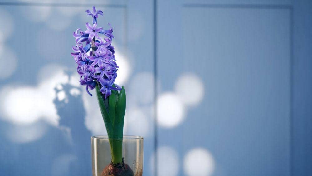 9 Fakta Bunga Hyacinth, Namanya Terinspirasi dari Kisah Dewa | IDN Times