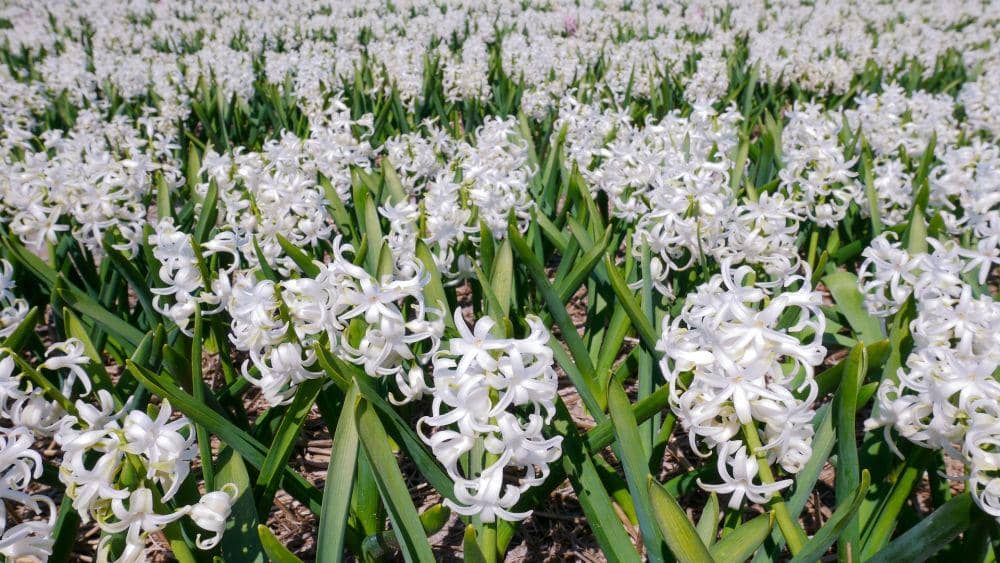 9 Fakta Bunga Hyacinth, Namanya Terinspirasi dari Kisah Dewa | IDN Times
