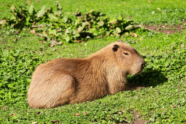 Kenapa Capybara Tidak Dimangsa Buaya? Ternyata Ini Alasannya | IDN Times