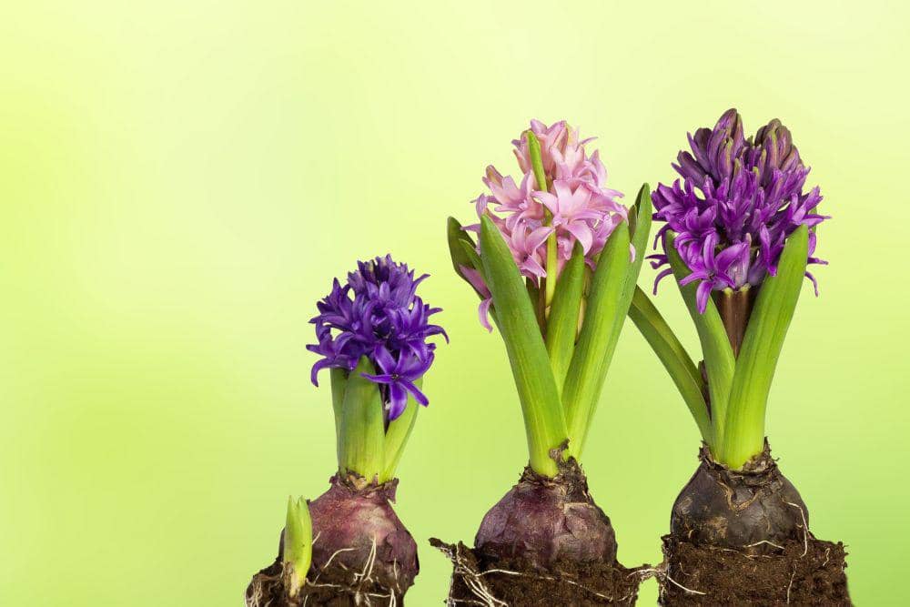 9 Fakta Bunga Hyacinth, Namanya Terinspirasi dari Kisah Dewa | IDN Times