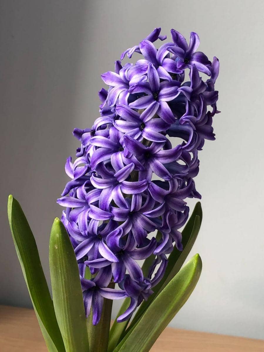 9 Fakta Bunga Hyacinth, Namanya Terinspirasi dari Kisah Dewa | IDN Times