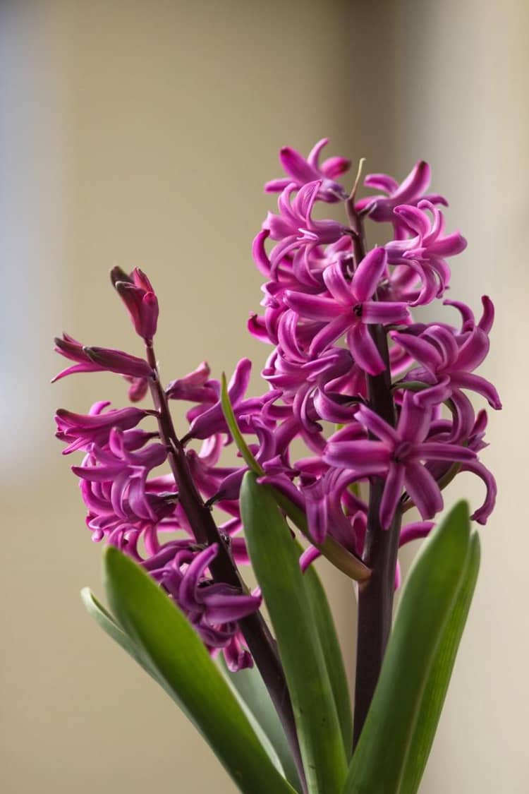 9 Fakta Bunga Hyacinth, Namanya Terinspirasi dari Kisah Dewa | IDN Times