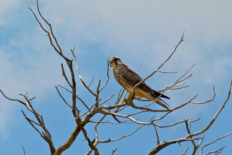 5 Fakta Unik Lanner Falcon, Spesies Burung Pengintai | IDN Times