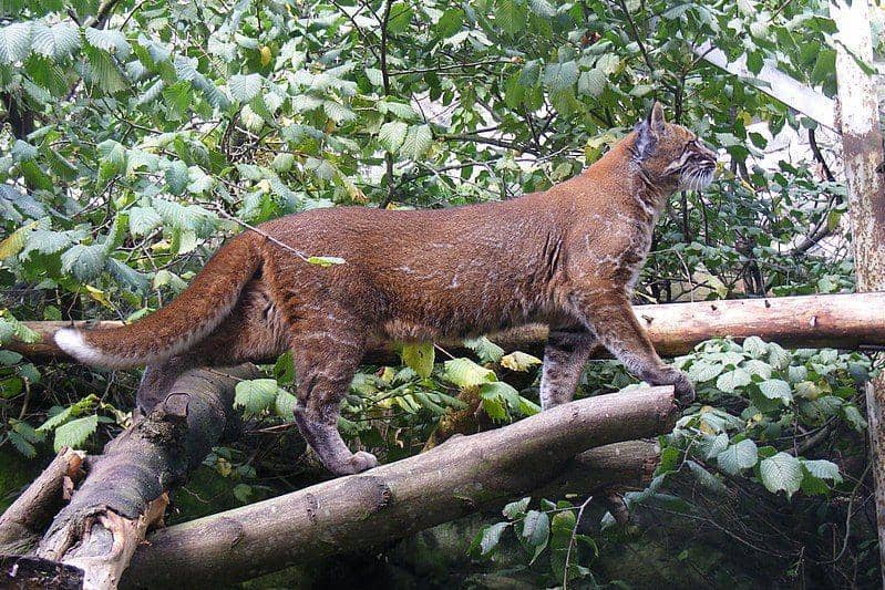 Mengenal Kucing Emas Asia, Fauna Misterius dari Sumatera | IDN Times