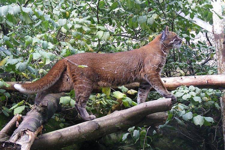 Mengenal Kucing Emas Asia, Fauna Misterius dari Sumatera | IDN Times