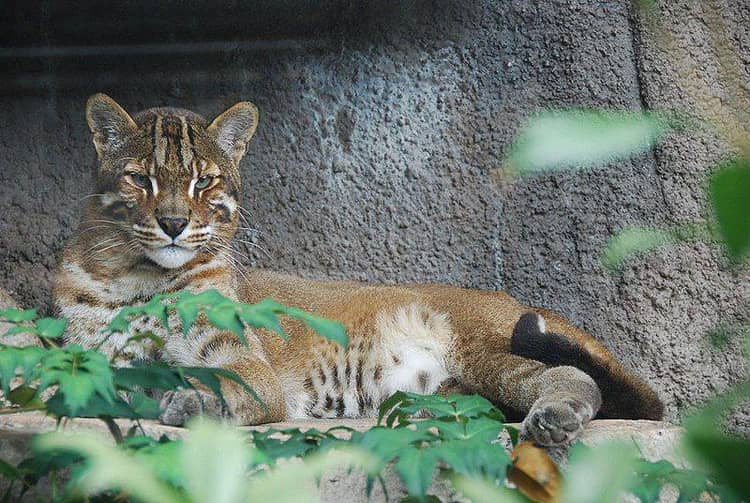 Mengenal Kucing Emas Asia, Fauna Misterius dari Sumatera | IDN Times