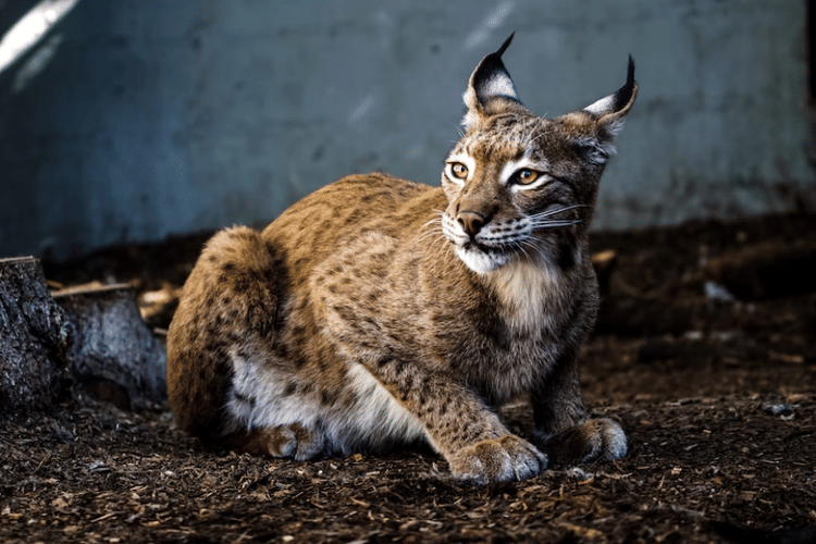 4 Jenis Kucing Lynx, Kucing Liar yang Diburu di Swedia | IDN Times