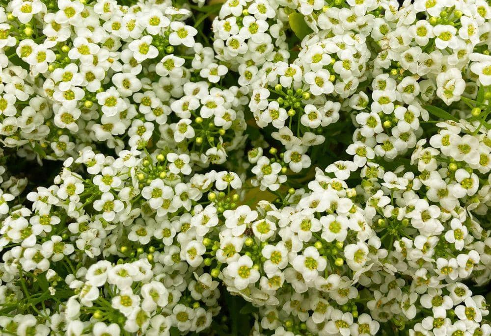 Fakta Menarik Bunga Alyssum, Bunga Kecil yang Manis | IDN Times