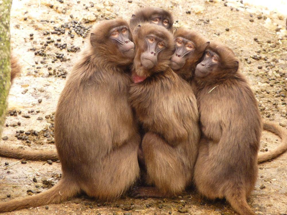 5 Fakta Monyet yang Jarang Diketahui | IDN Times