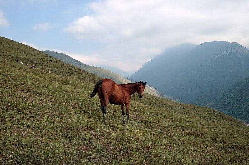 9 Fakta Menarik Mustang, Kuda Menawan Kebanggaan Amerika | IDN Times