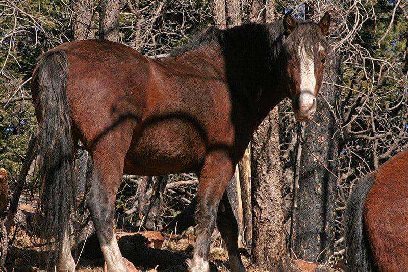 9 Fakta Menarik Mustang, Kuda Menawan Kebanggaan Amerika | IDN Times