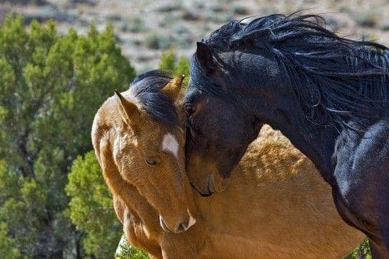 9 Fakta Menarik Mustang, Kuda Menawan Kebanggaan Amerika | IDN Times