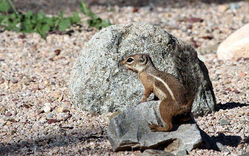 5 Fakta Harris's Antelope Squirrel, Spesies Tupai | IDN Times