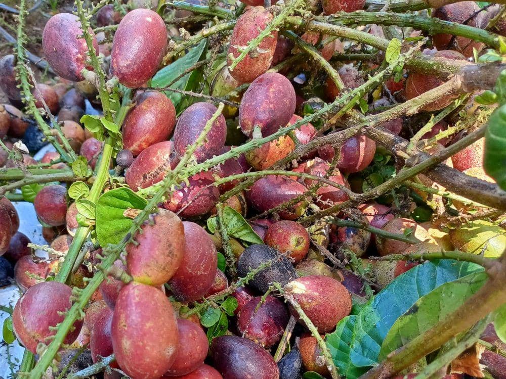 5 Fakta Buah Matoa, Buah Unik Perpaduan 3 Rasa Buah Lainnya | IDN Times