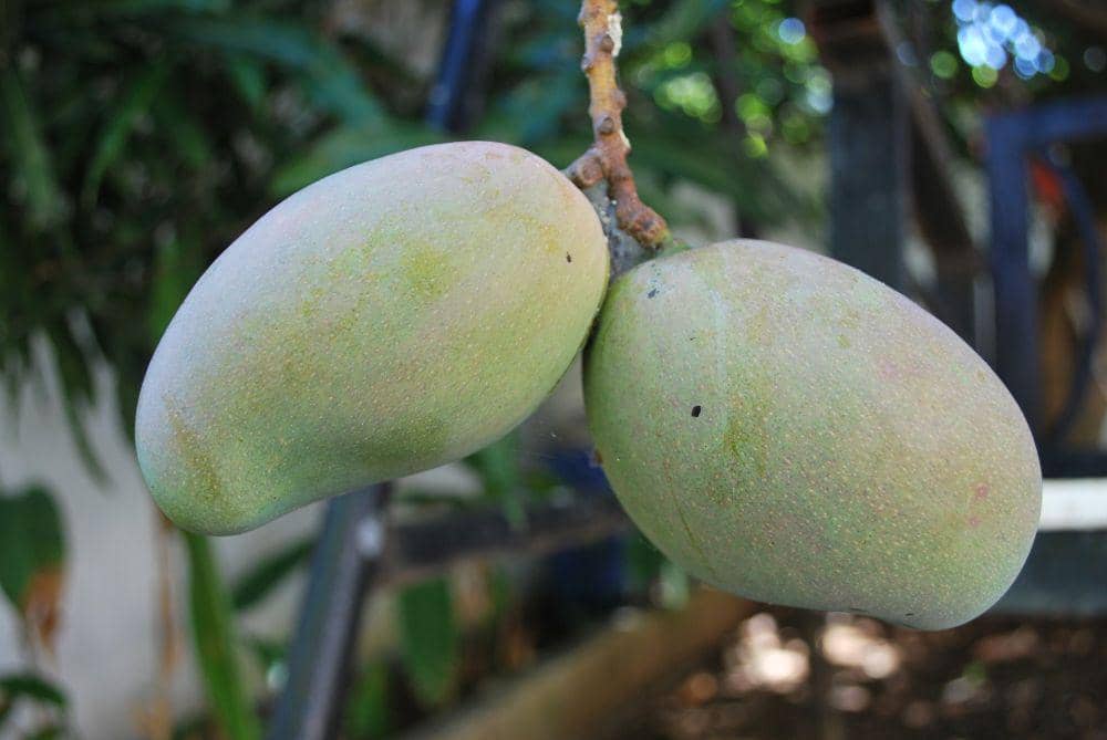 13 Fakta Unik Buah Mangga, Buah Nasional dari Tiga Negara | IDN Times