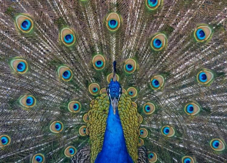 5 Filosofi Menarik dari Burung Merak, Memiliki Sayap Indah | IDN Times