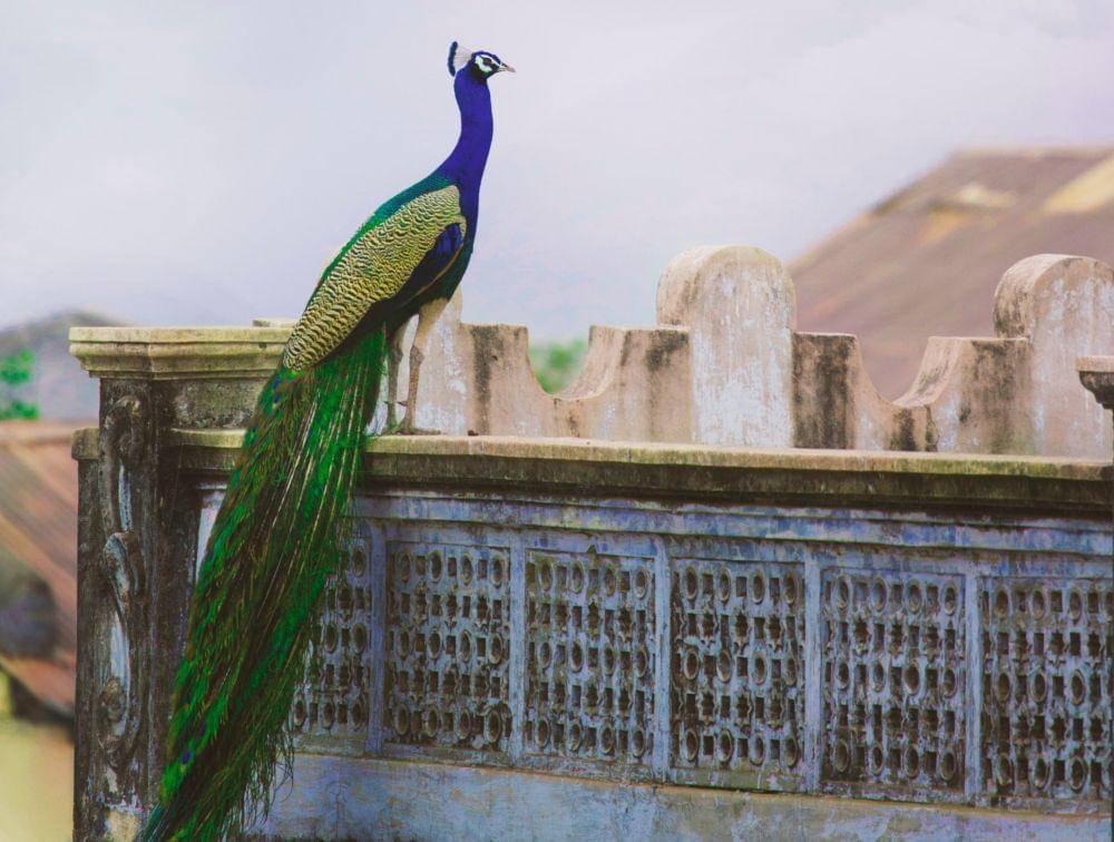 5 Filosofi Menarik dari Burung Merak, Memiliki Sayap Indah | IDN Times