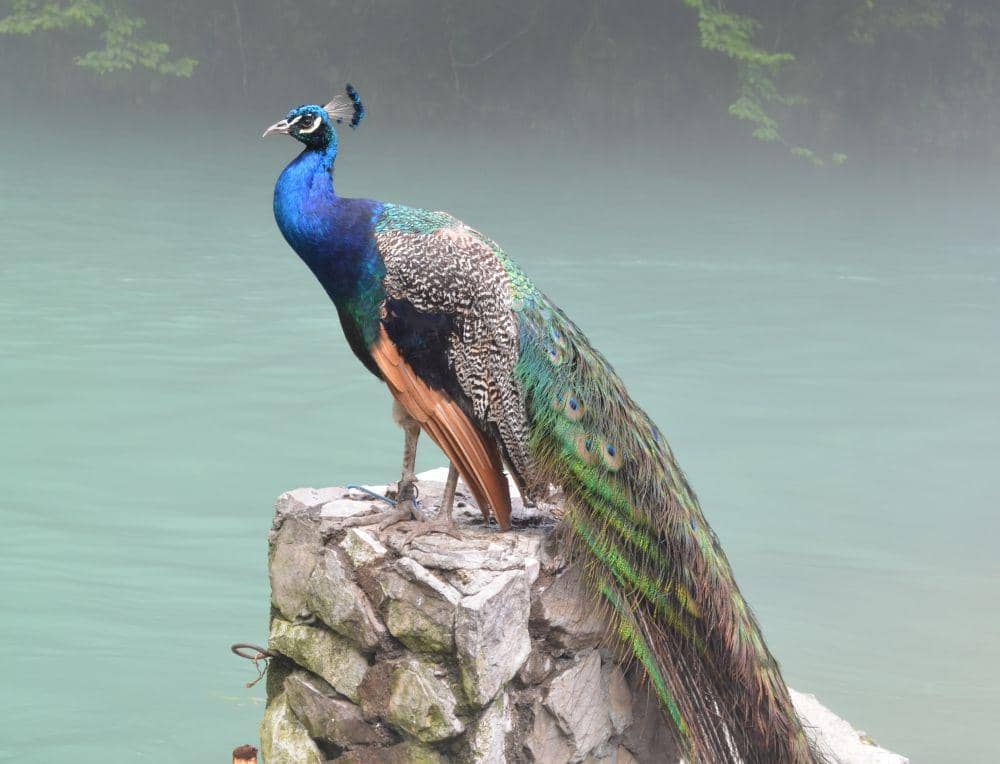 5 Filosofi Menarik dari Burung Merak, Memiliki Sayap Indah | IDN Times