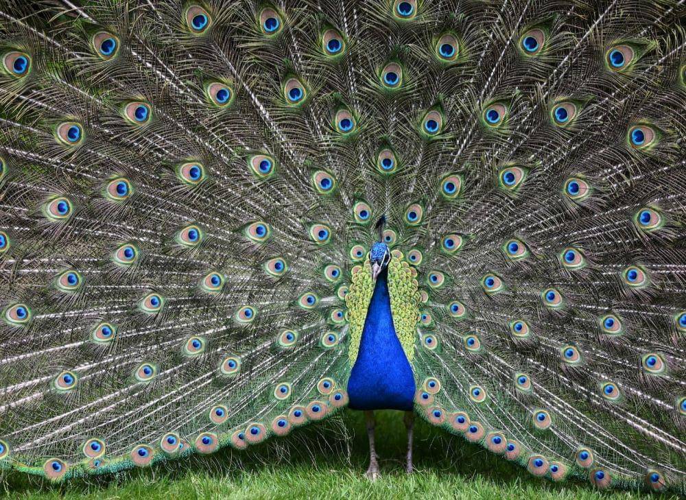 5 Filosofi Menarik dari Burung Merak, Memiliki Sayap Indah | IDN Times