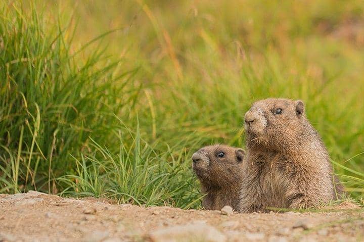 5 Fakta Unik Olympic Marmot, Hewan yang Hidup di Pegunungan | IDN Times