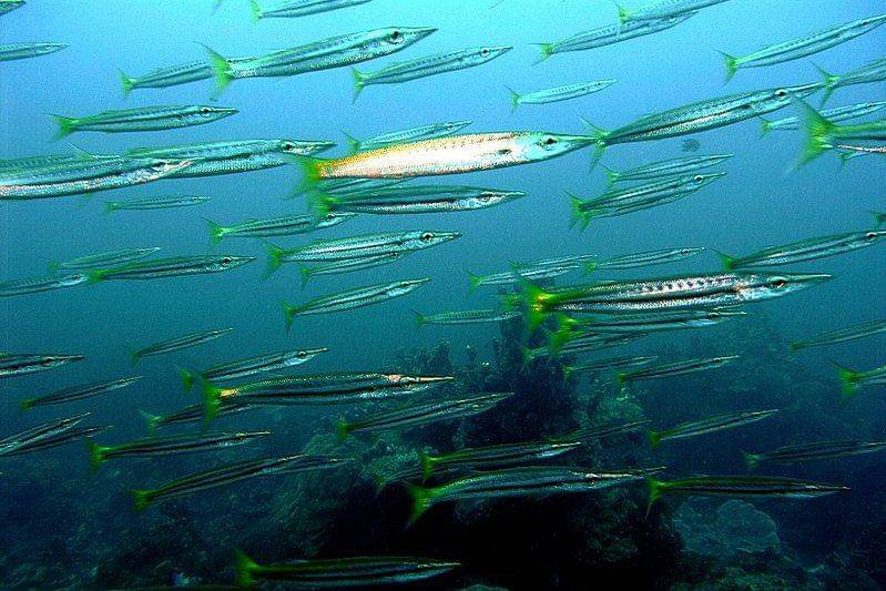 9 Fakta Menarik Ikan Barakuda, Benarkah Dagingnya Beracun? | IDN Times