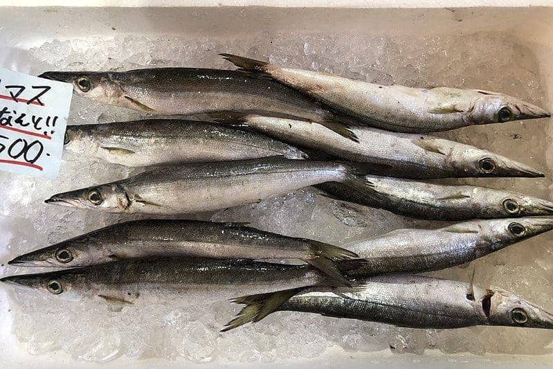 9 Fakta Menarik Ikan Barakuda, Benarkah Dagingnya Beracun? | IDN Times