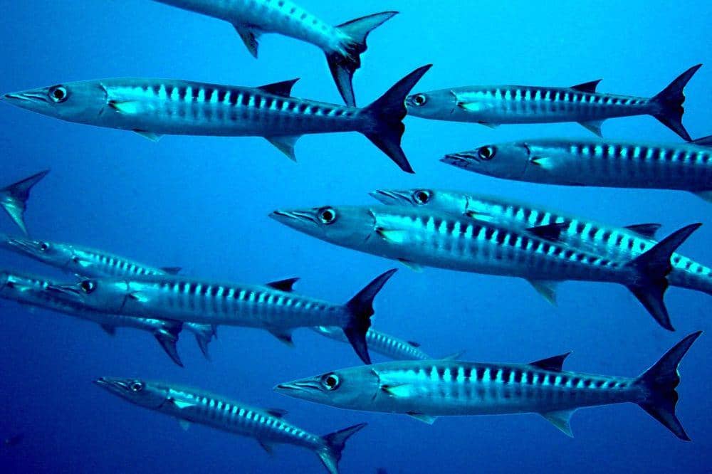 9 Fakta Menarik Ikan Barakuda, Benarkah Dagingnya Beracun? | IDN Times