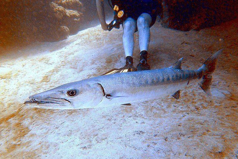 9 Fakta Menarik Ikan Barakuda, Benarkah Dagingnya Beracun? | IDN Times