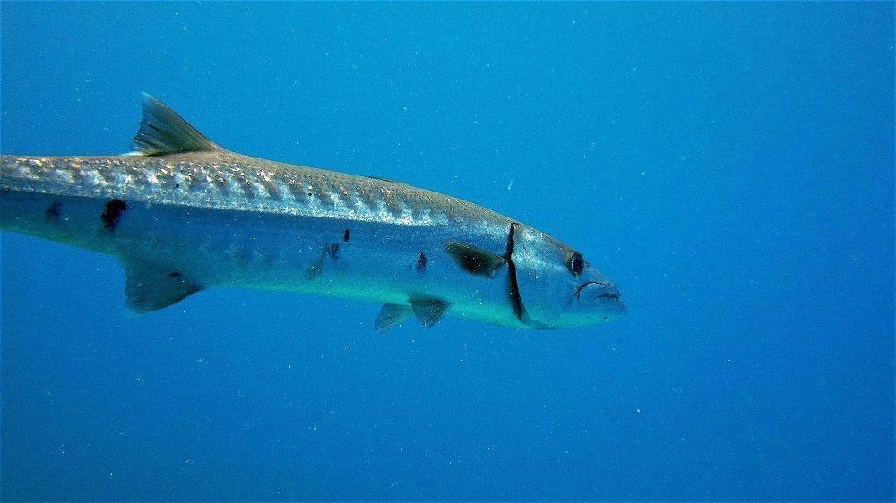 9 Fakta Menarik Ikan Barakuda, Benarkah Dagingnya Beracun? | IDN Times