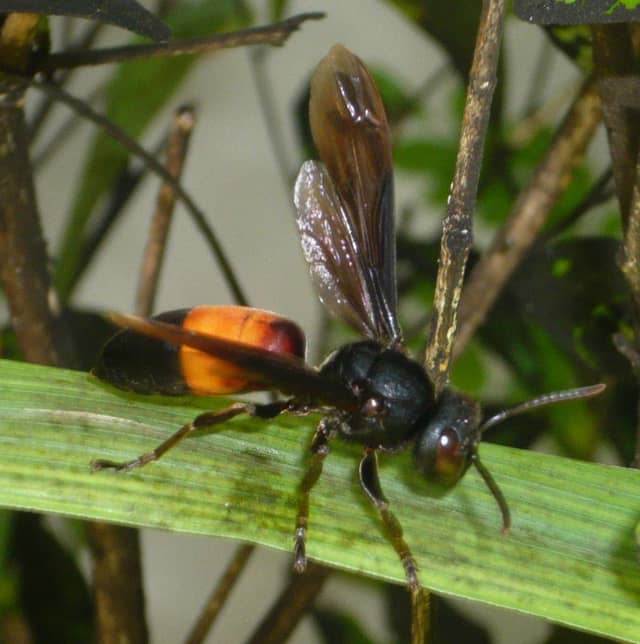 5 Fakta Hornet, Tawon Besar Pemangsa Lebah dan Serangga Lain | IDN Times