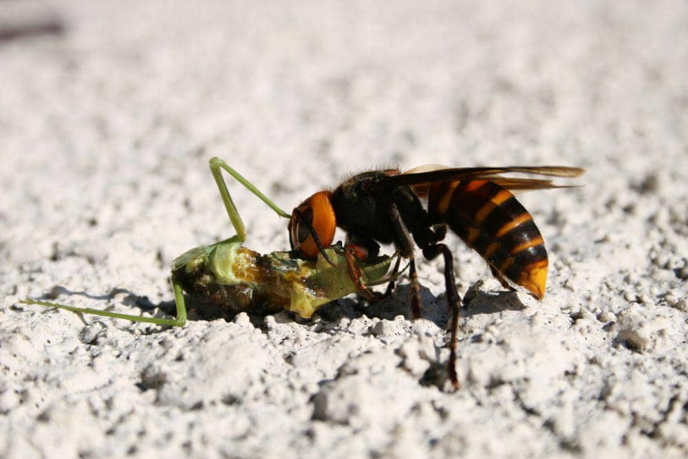 5 Fakta Hornet, Tawon Besar Pemangsa Lebah dan Serangga Lain | IDN Times