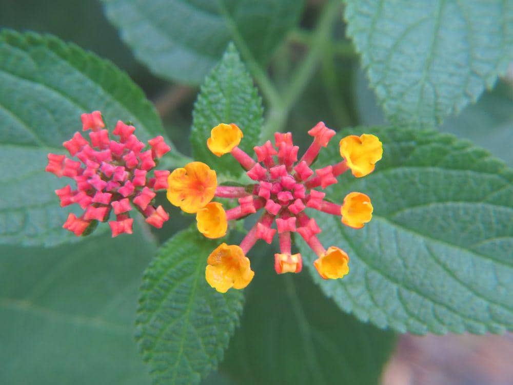 Fakta Menarik Bunga Lantana, Bunga yang Mekarnya Tahan Lama | IDN Times