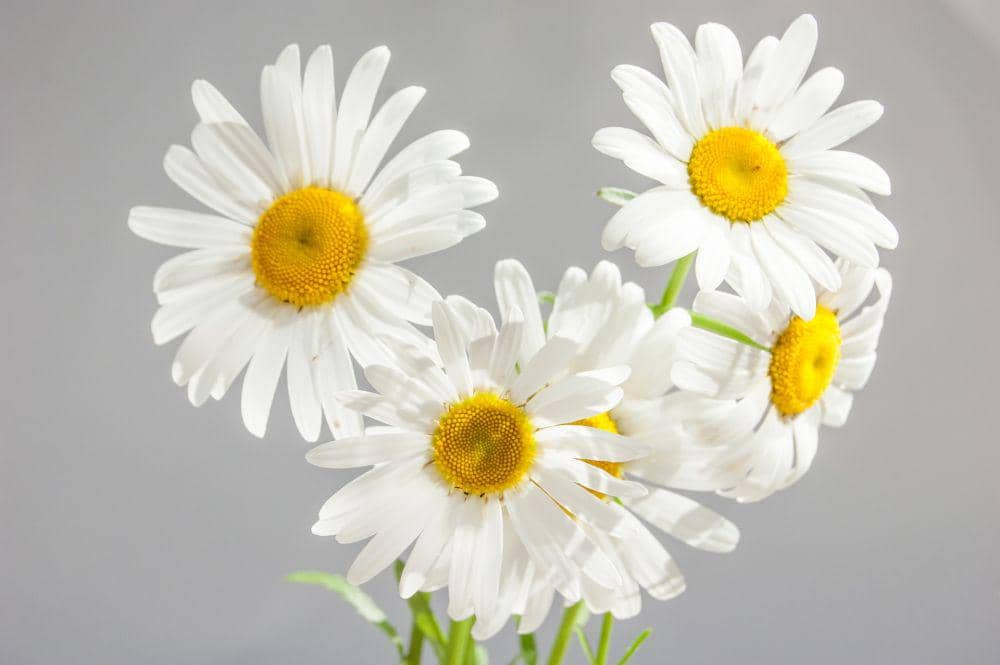 Fakta Tanaman Chamomile yang Jarang Diketahui Orang | IDN Times