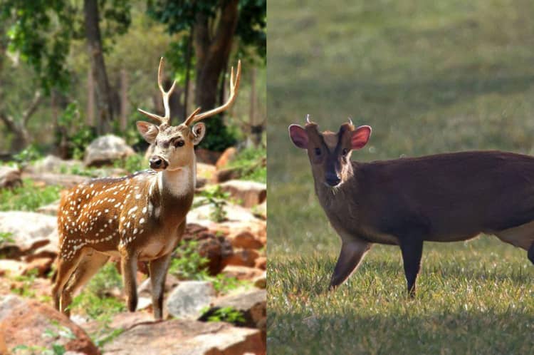 5 Perbedaan Rusa dan Kijang, Serupa Tapi Tak Sama | IDN Times Sumsel