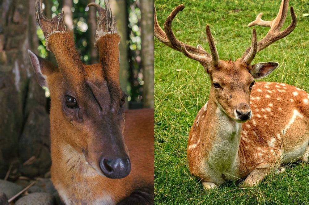 5 Perbedaan Rusa dan Kijang, Serupa Tapi Tak Sama | IDN Times Sumsel