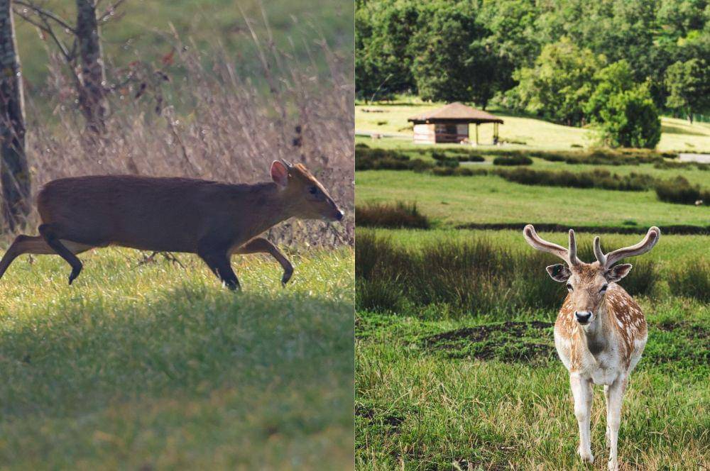 5 Perbedaan Rusa dan Kijang, Serupa Tapi Tak Sama | IDN Times Sumsel